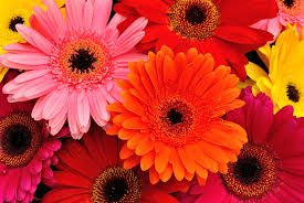 Gerbera Cultivation at Mans Flowers - Dutch Blower